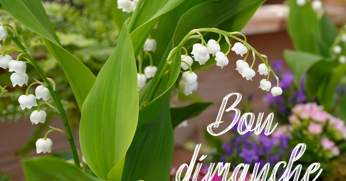 Carte Bon Dimanche avec Muguet | Jolie Attention Florale - JolieCarte