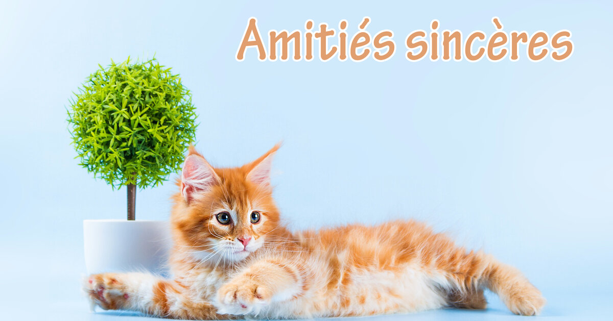 Carte Virtuelle Amitié Sincère : Chaton roux adorable - JolieCarte
