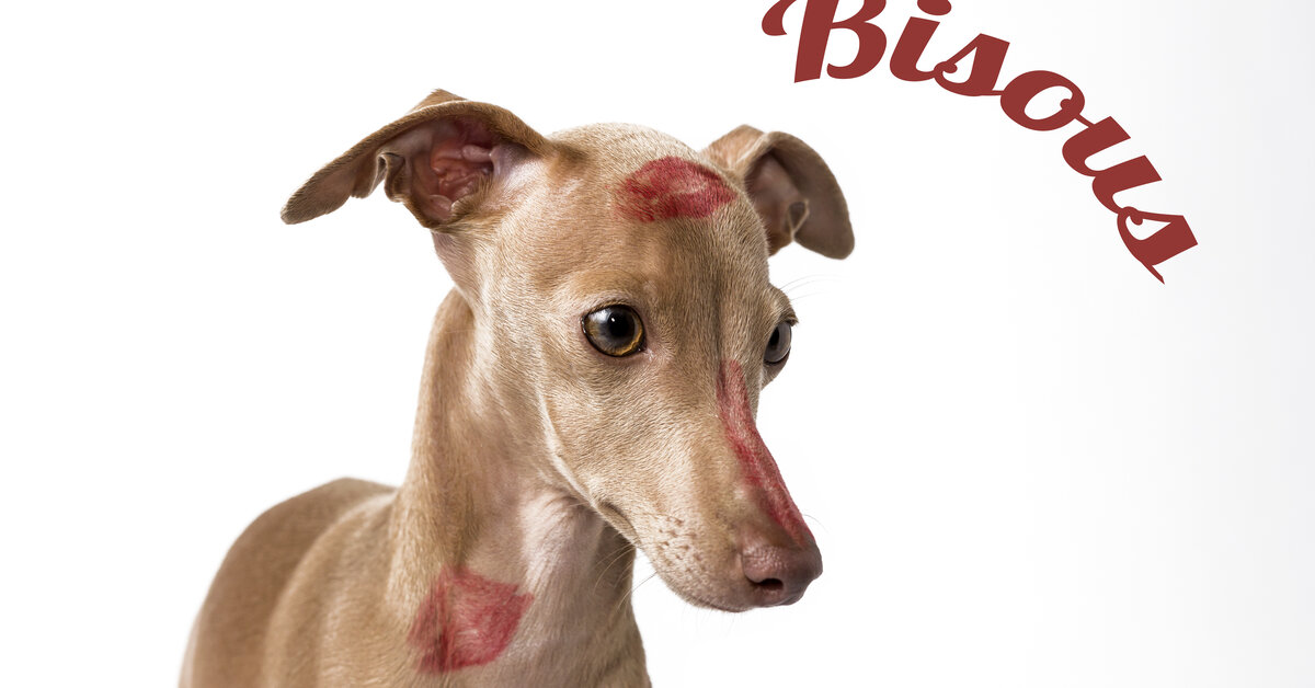 Carte Bisous Chien Mignon - Carte virtuelle gratuite - JolieCarte