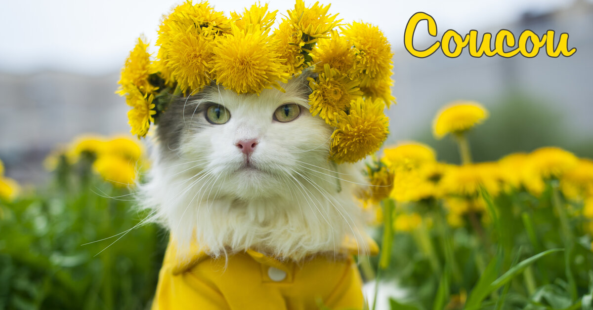 Carte Coucou Chat avec Fleurs | Carte Virtuelle Gratuite - JolieCarte