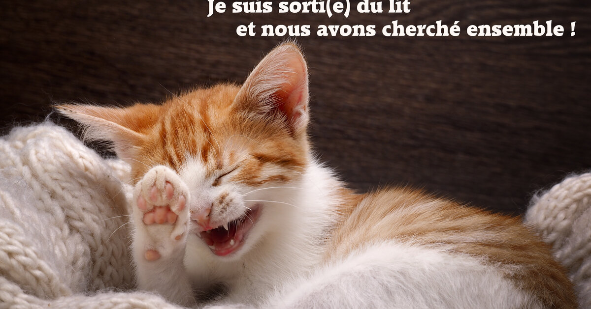 Carte Humour Argent : le voleur et moi (chat qui rit) - JolieCarte
